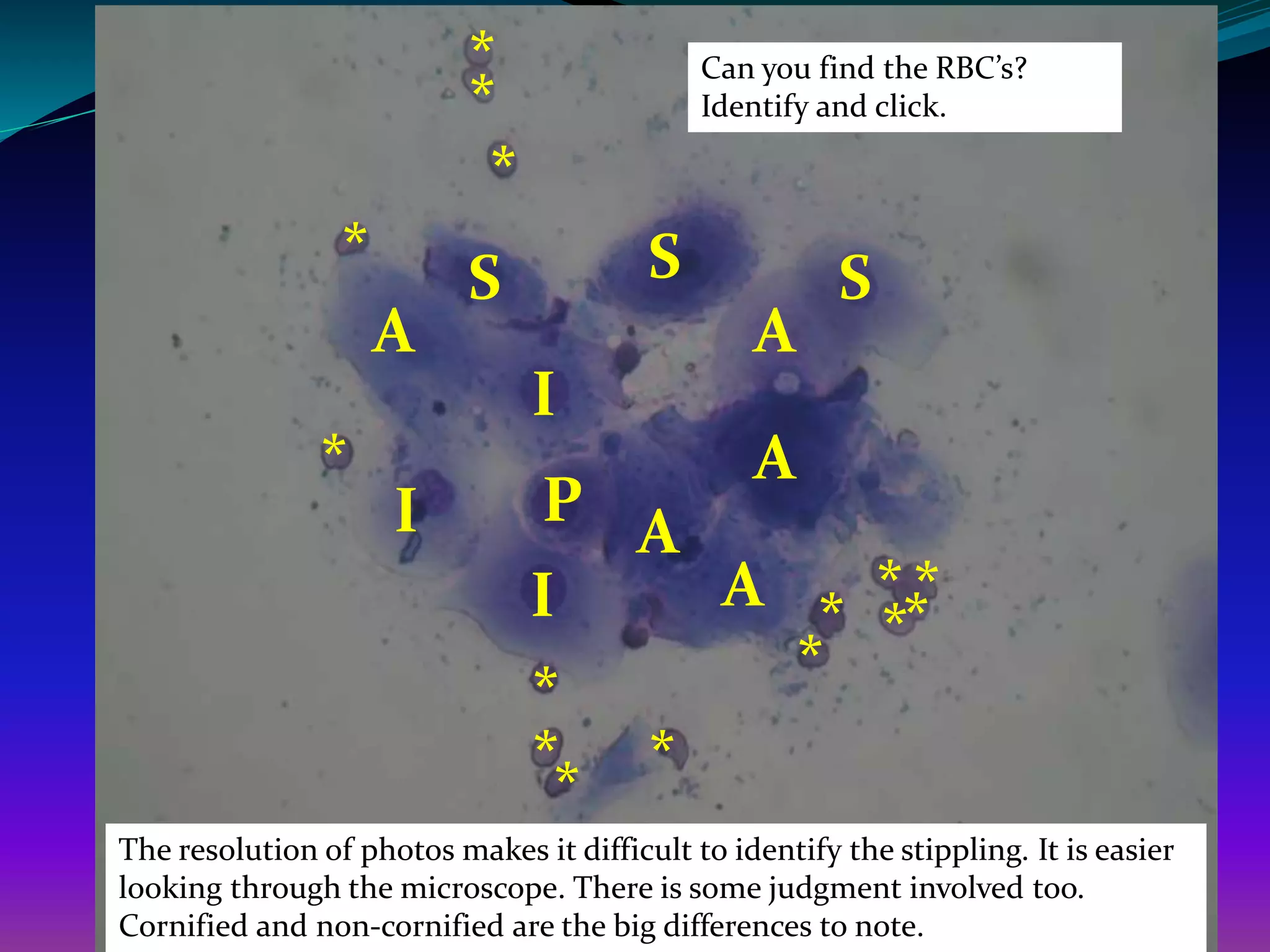 Canine vaginal_cytology_final.pptx