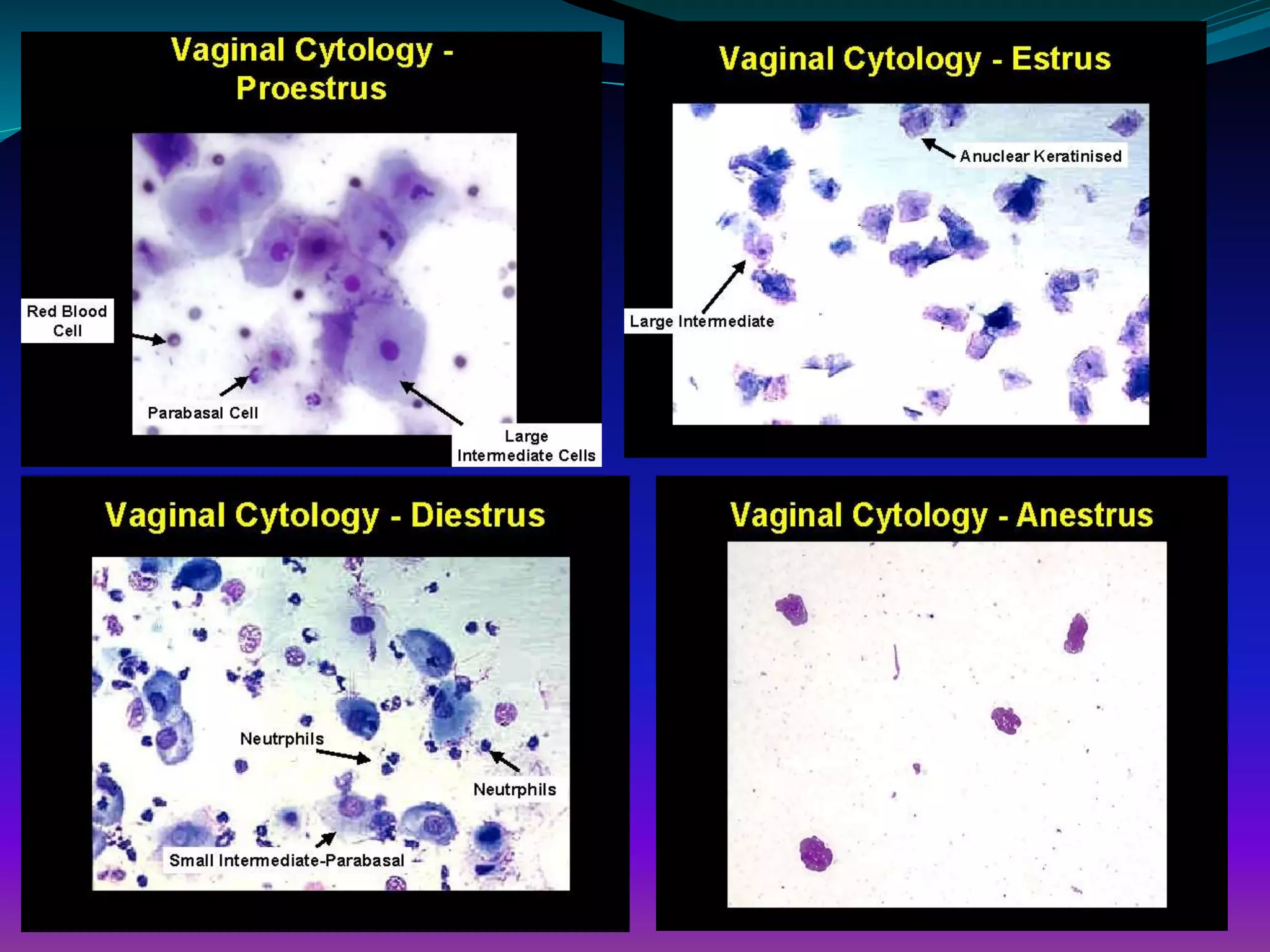 Canine vaginal_cytology_final.pptx