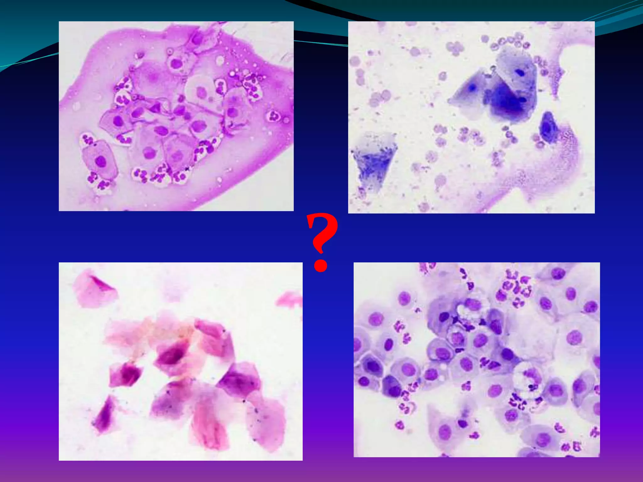 Canine vaginal_cytology_final.pptx