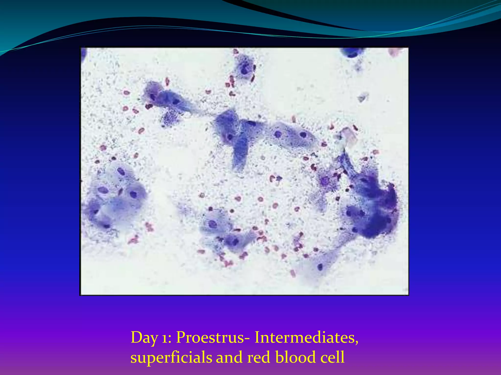 Canine vaginal_cytology_final.pptx