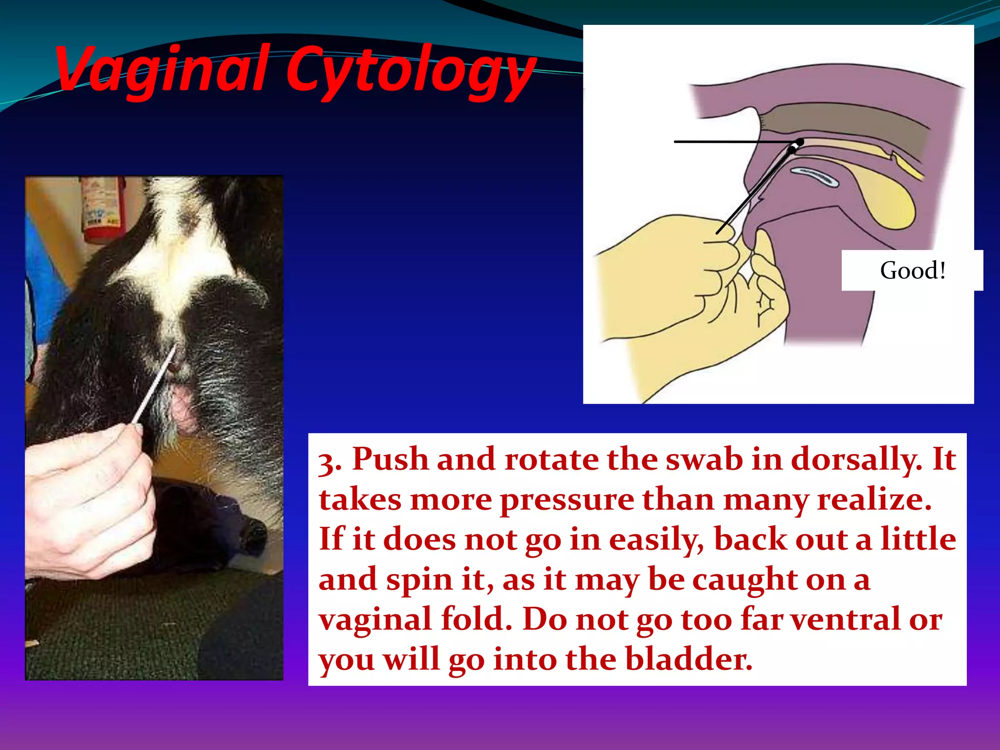 Canine vaginal_cytology_final.pptx