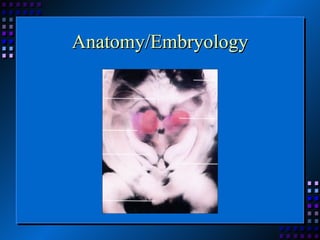 Vaginal & genitourinary reconstruction | PPT