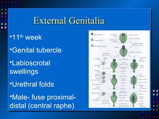 Vaginal & genitourinary reconstruction | PPT