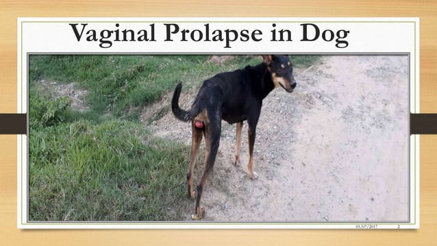 Vaginal prolapse in dog | PPTX