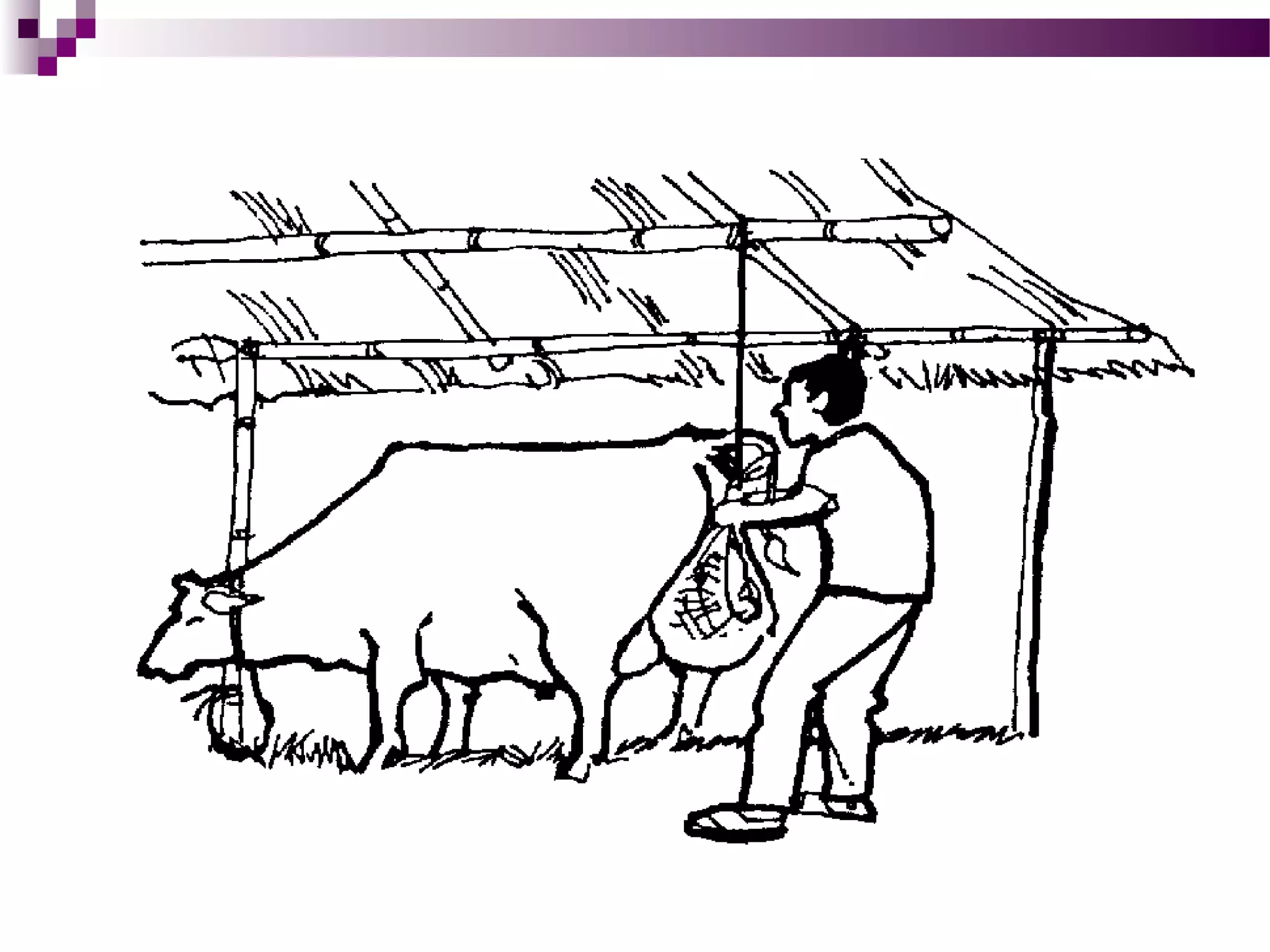 Vaginal & uterine prolapse in cattle | PPT