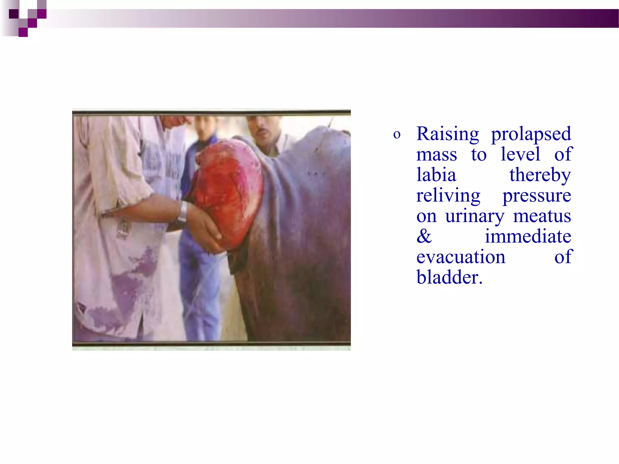 Vaginal & uterine prolapse in cattle | PPT