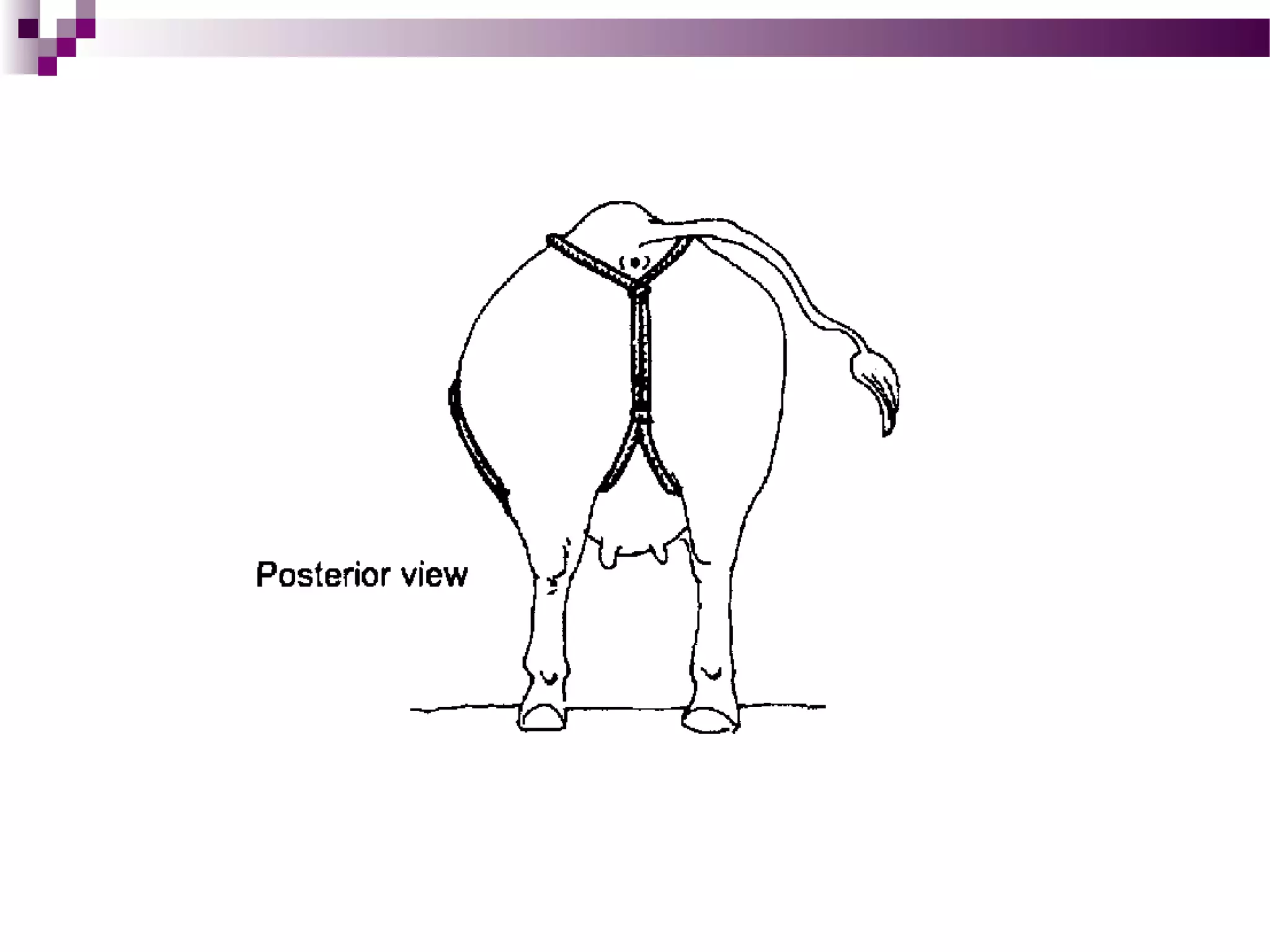 Vaginal & uterine prolapse in cattle | PPT