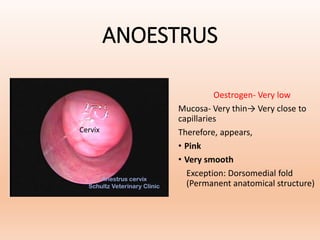 Vaginoscopy | PPTX