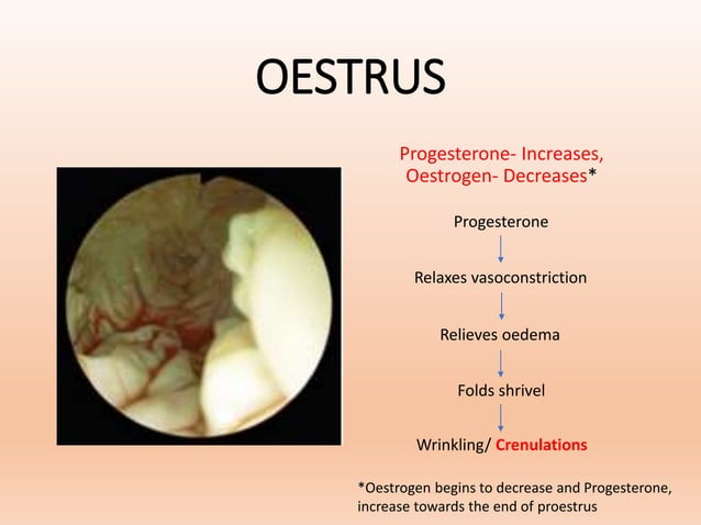 Vaginoscopy | PPTX | Reproductive Health | Diseases and Conditions