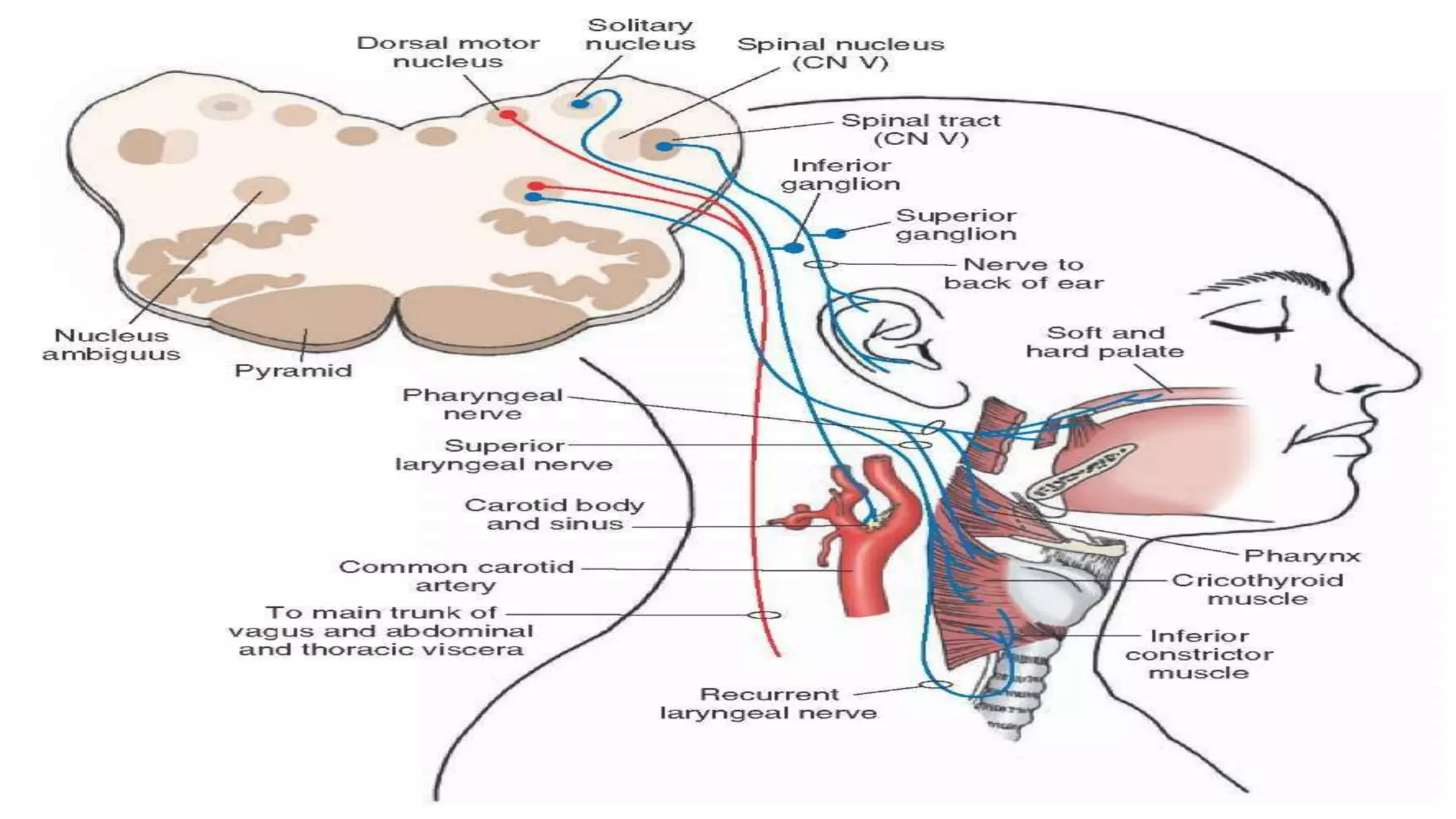 VAGUS NERVE AND ITS DESORDERS AND TREATMENT | PPTX
