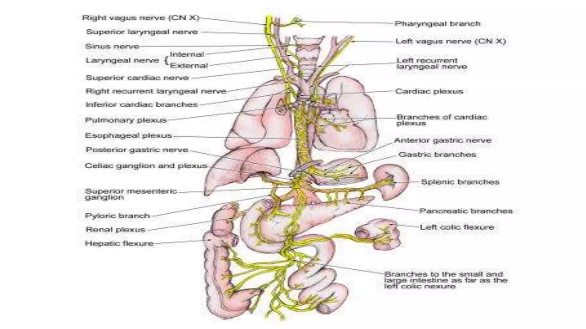 VAGUS NERVE AND ITS DESORDERS AND TREATMENT | PPTX