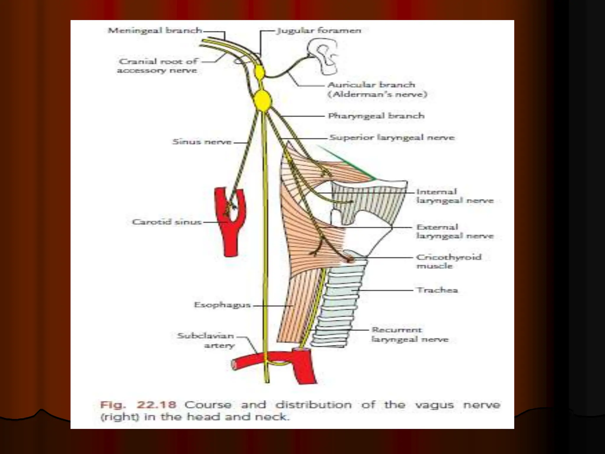 Vagus Nerve.ppt