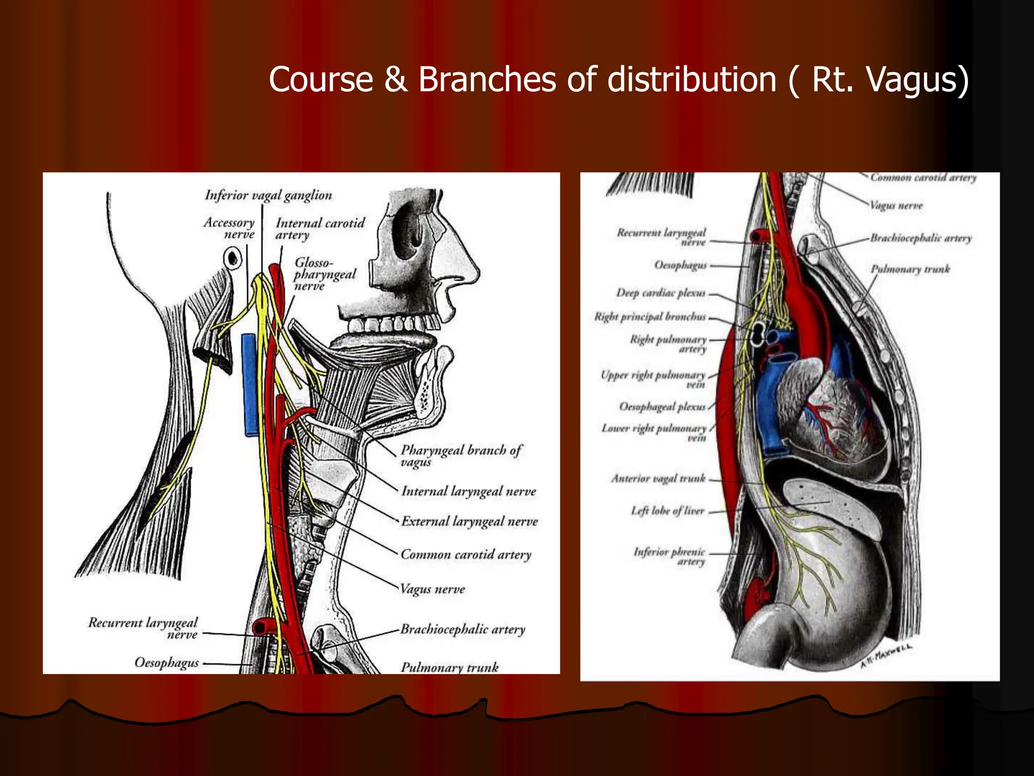 Vagus Nerve.ppt
