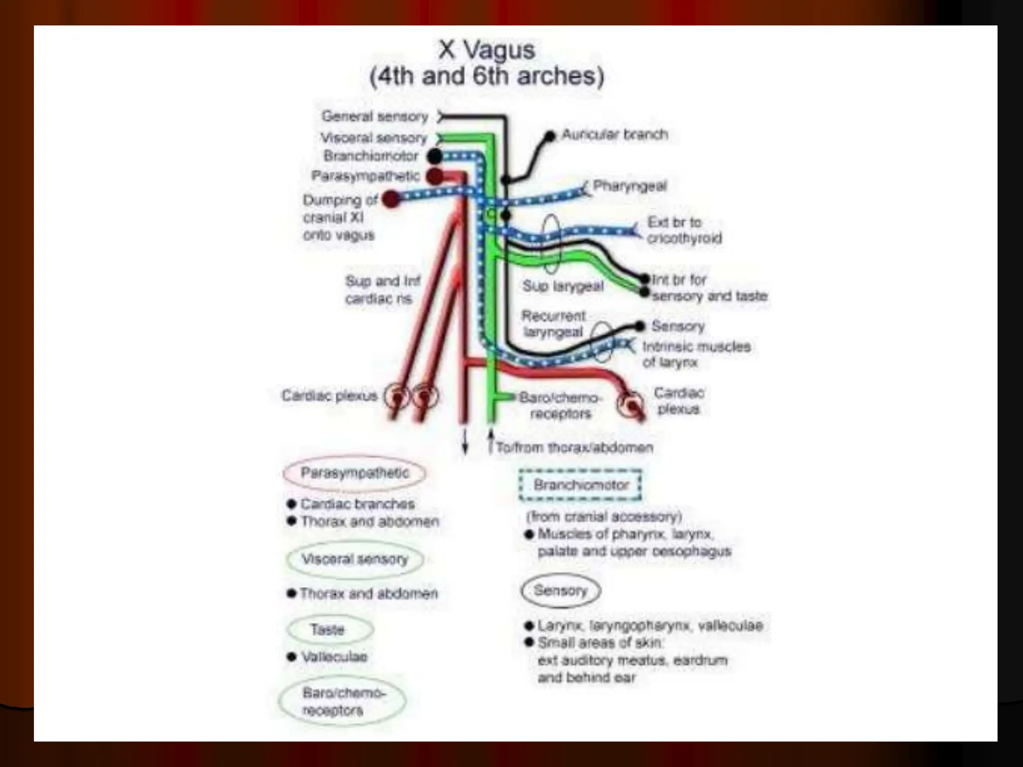Vagus Nerve.ppt