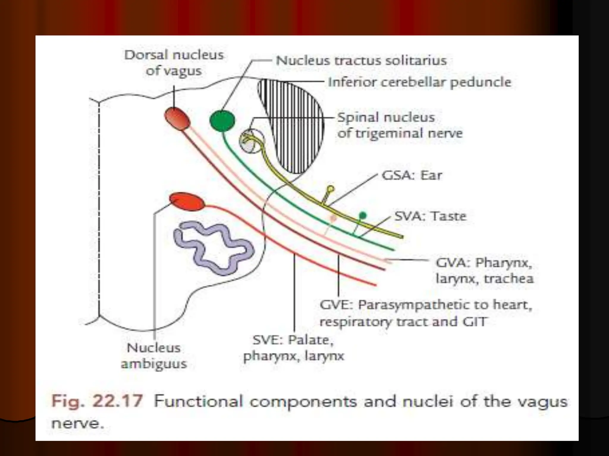 Vagus Nerve.ppt