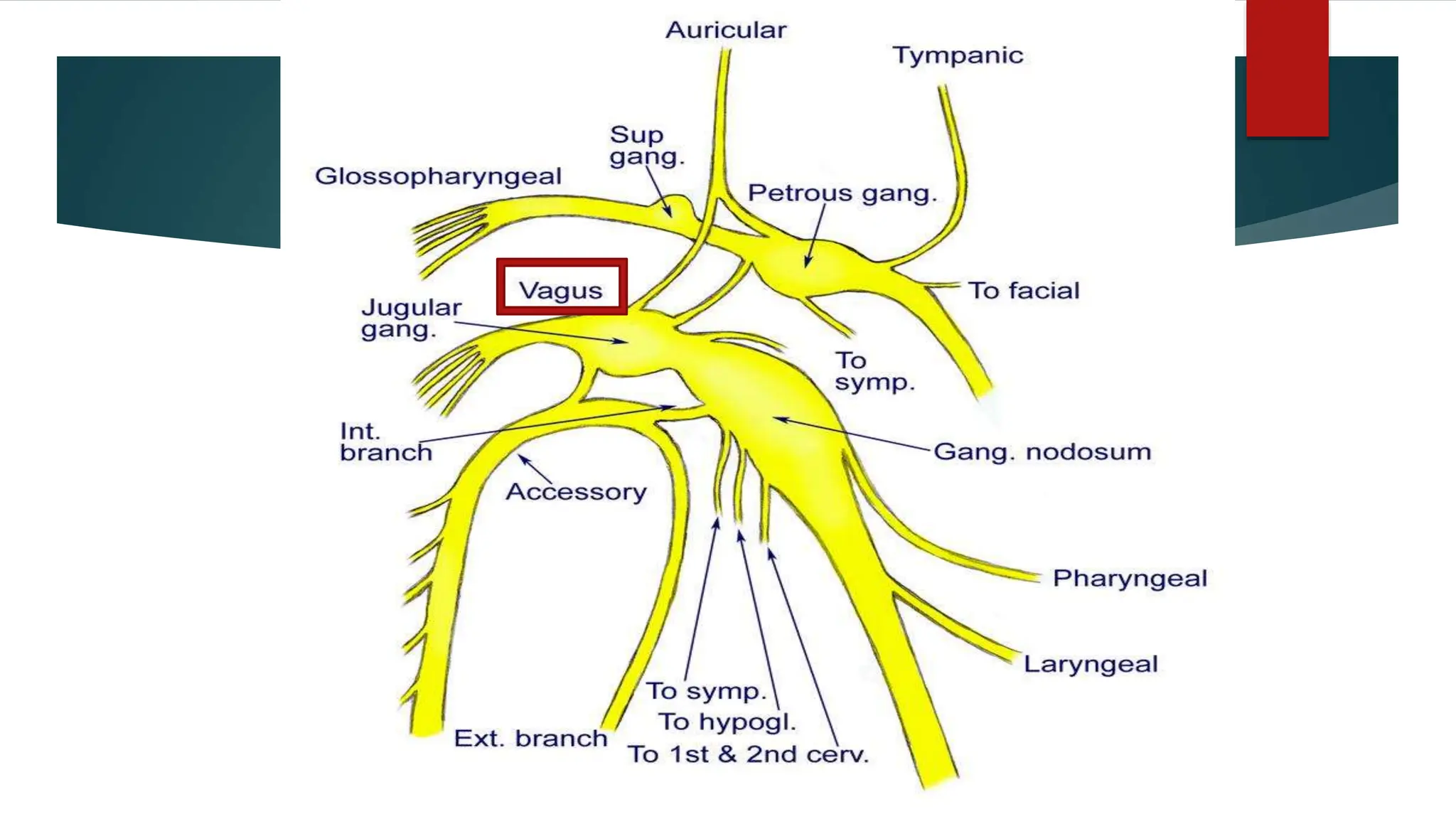 The Vagus Nerve and it associated abnormalities .pptx