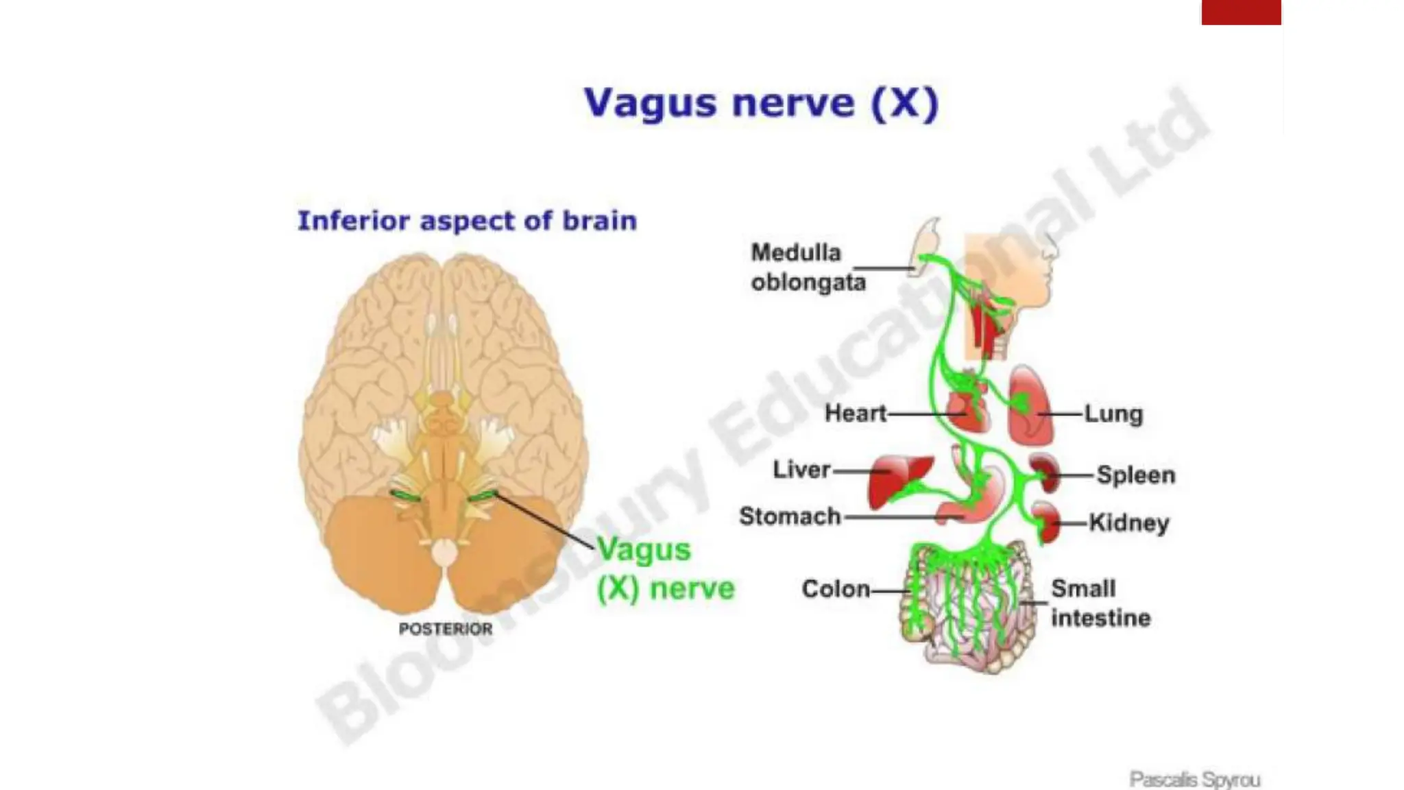 The Vagus Nerve and it associated abnormalities .pptx