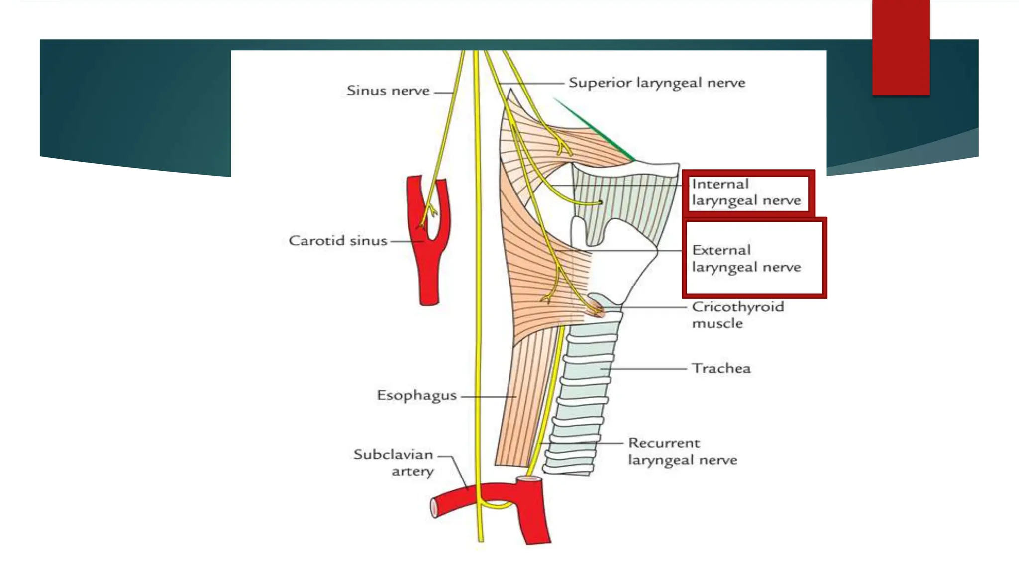 The Vagus Nerve and it associated abnormalities .pptx