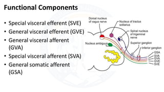 Vagus Nerve (tenth Cranial Nerve).pdffff | PDF