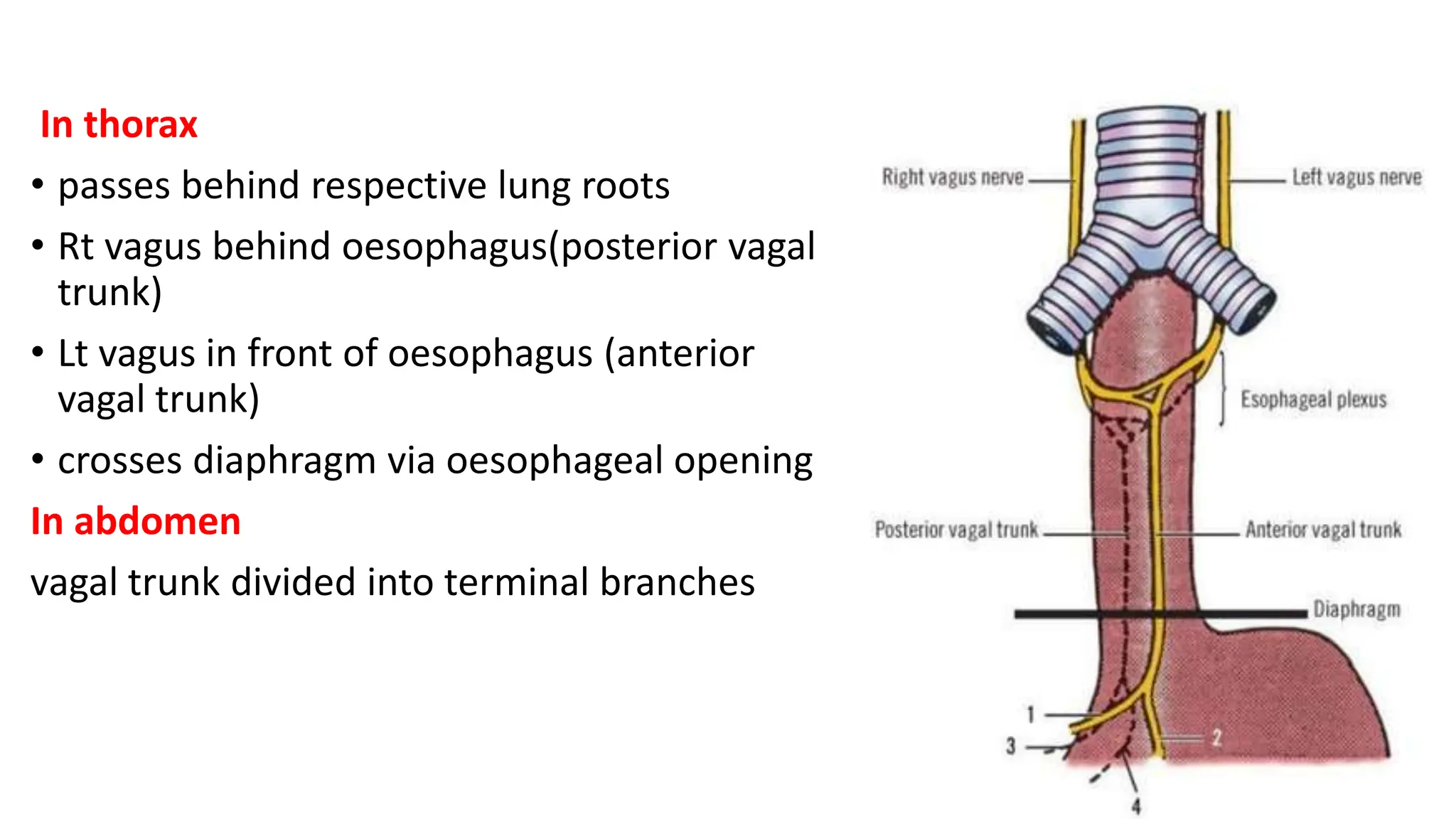 VAGUS NERVE ANATOMY IN HEAD AND NECK AND ITS BRANCHES | PPTX