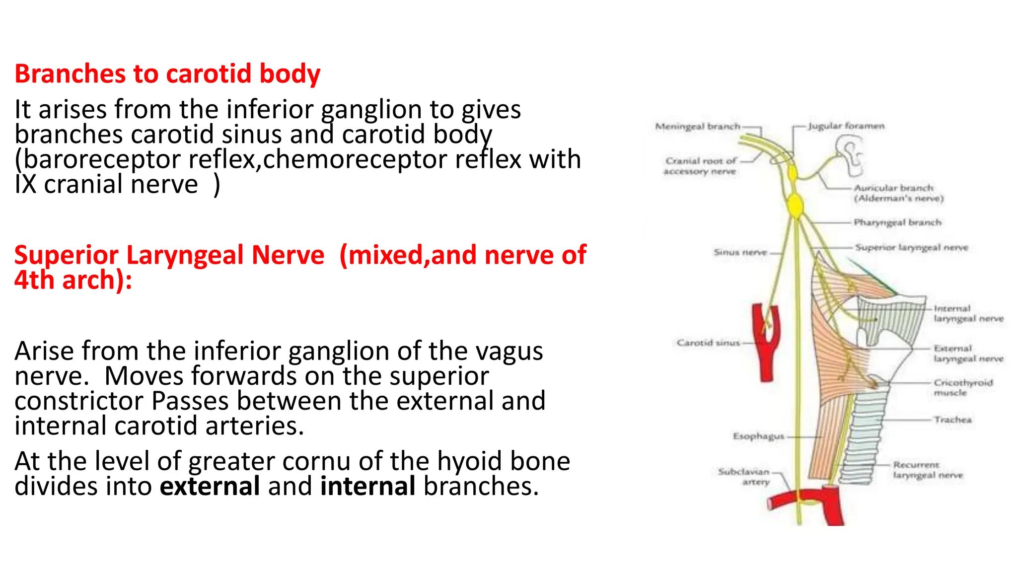 VAGUS NERVE ANATOMY IN HEAD AND NECK AND ITS BRANCHES | PPTX