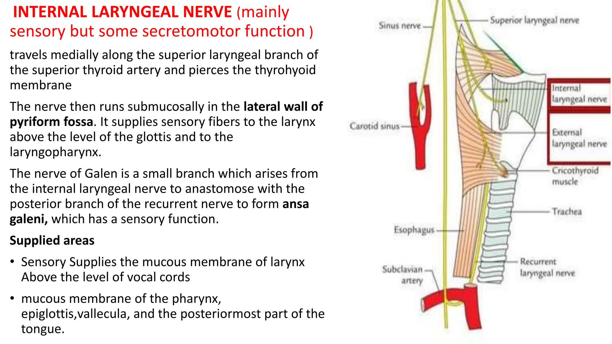 VAGUS NERVE ANATOMY IN HEAD AND NECK AND ITS BRANCHES | PPTX