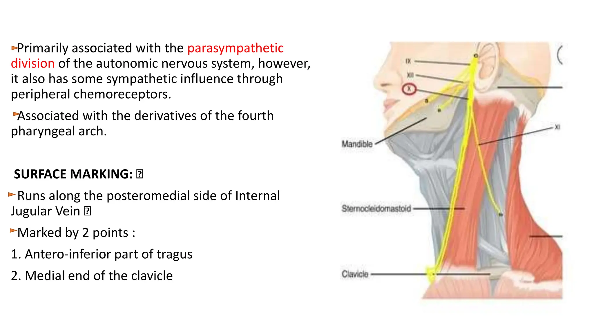 VAGUS NERVE ANATOMY IN HEAD AND NECK AND ITS BRANCHES | PPTX