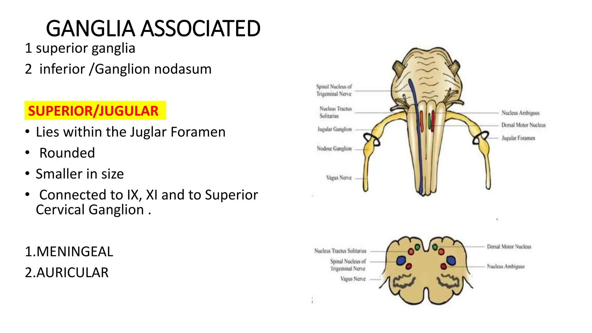 VAGUS NERVE ANATOMY IN HEAD AND NECK AND ITS BRANCHES | PPTX