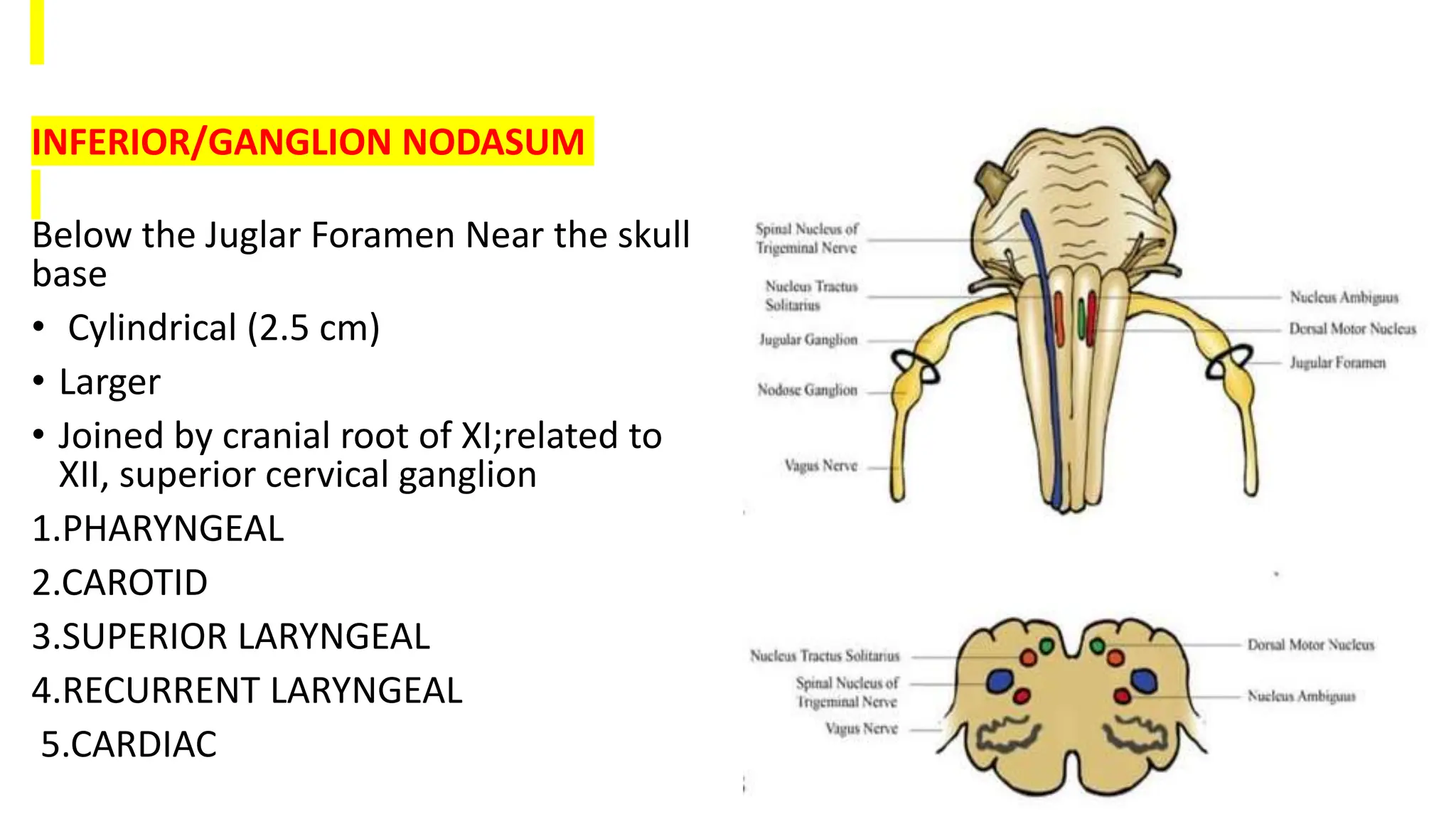 VAGUS NERVE ANATOMY IN HEAD AND NECK AND ITS BRANCHES | PPTX