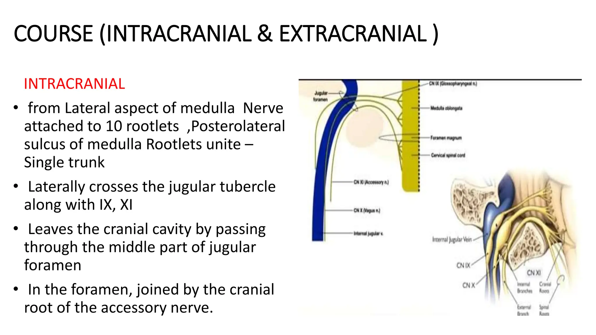 VAGUS NERVE ANATOMY IN HEAD AND NECK AND ITS BRANCHES | PPTX