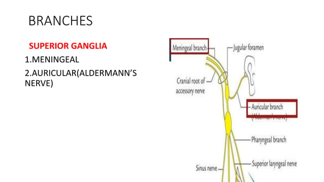 VAGUS NERVE ANATOMY IN HEAD AND NECK AND ITS BRANCHES | PPTX | Brain ...