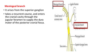 VAGUS NERVE ANATOMY IN HEAD AND NECK AND ITS BRANCHES | PPTX