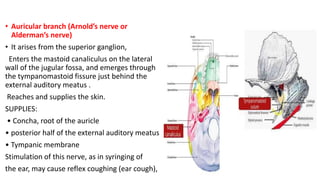 VAGUS NERVE ANATOMY IN HEAD AND NECK AND ITS BRANCHES | PPTX
