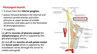 VAGUS NERVE ANATOMY IN HEAD AND NECK AND ITS BRANCHES | PPTX