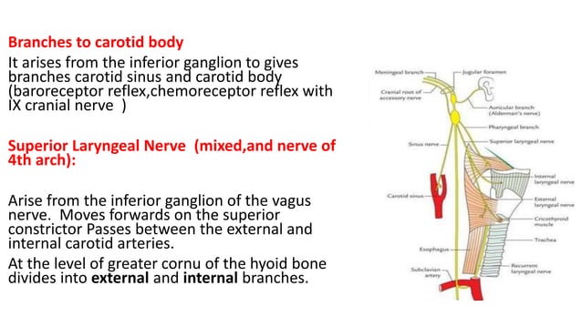 VAGUS NERVE ANATOMY IN HEAD AND NECK AND ITS BRANCHES | PPTX | Brain ...