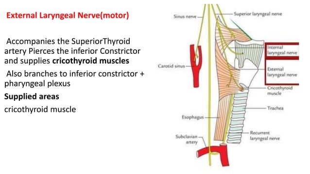 VAGUS NERVE ANATOMY IN HEAD AND NECK AND ITS BRANCHES | PPTX | Brain ...