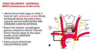VAGUS NERVE ANATOMY IN HEAD AND NECK AND ITS BRANCHES | PPTX