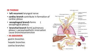 VAGUS NERVE ANATOMY IN HEAD AND NECK AND ITS BRANCHES | PPTX