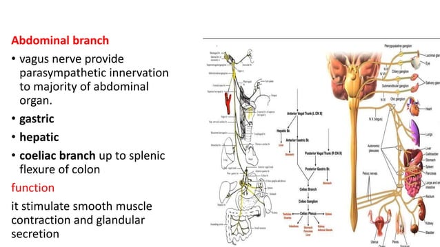 VAGUS NERVE ANATOMY IN HEAD AND NECK AND ITS BRANCHES | PPTX | Brain ...