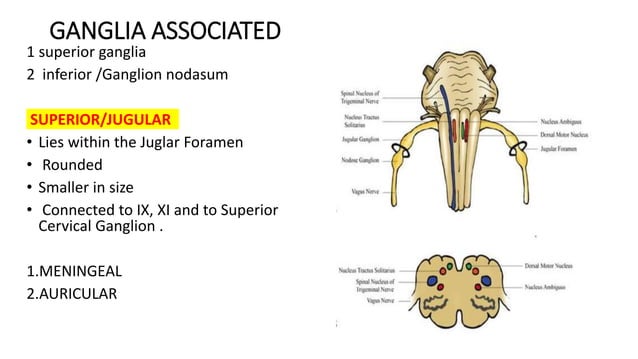 VAGUS NERVE ANATOMY IN HEAD AND NECK AND ITS BRANCHES | PPTX | Brain ...