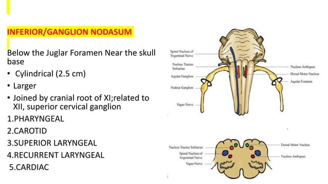 VAGUS NERVE ANATOMY IN HEAD AND NECK AND ITS BRANCHES | PPTX | Brain ...