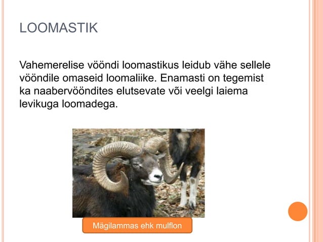 Vahemereline põõsastik ja mets | PPTX