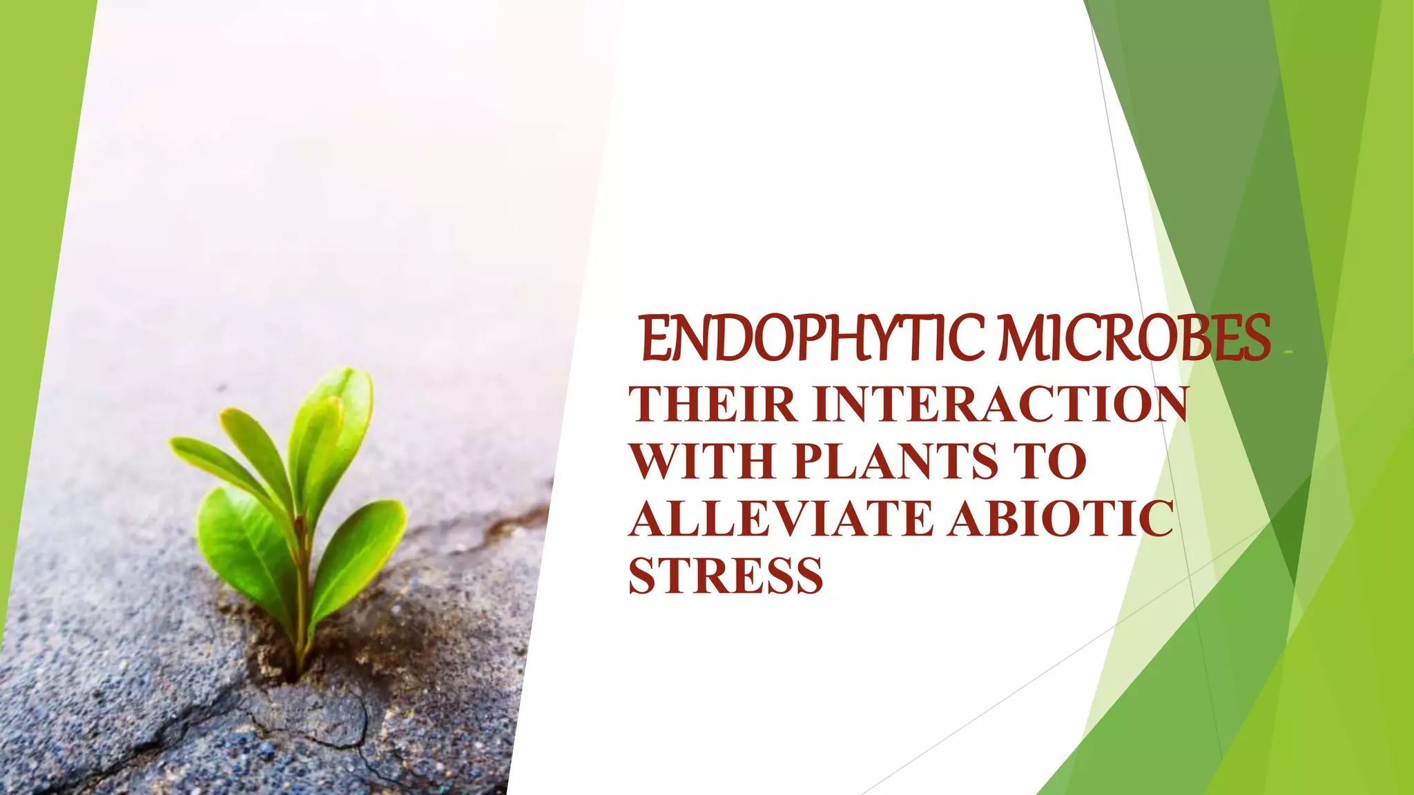 Endophytes | PPTX