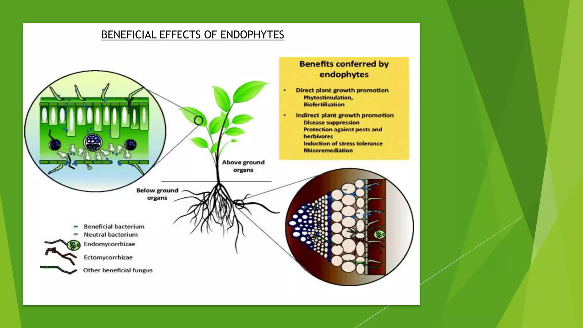 Endophytes | PPTX