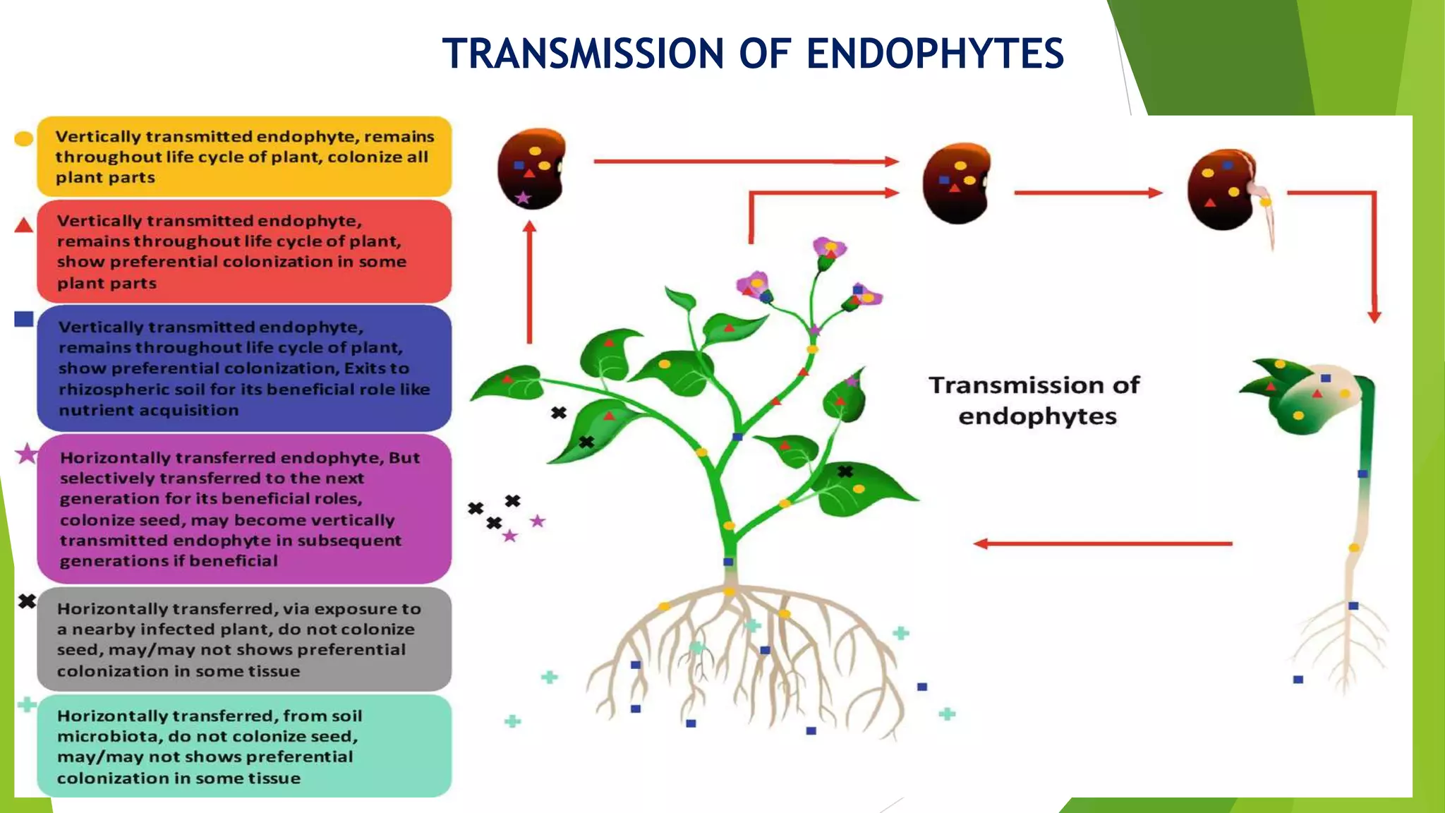 Endophytes | PPTX