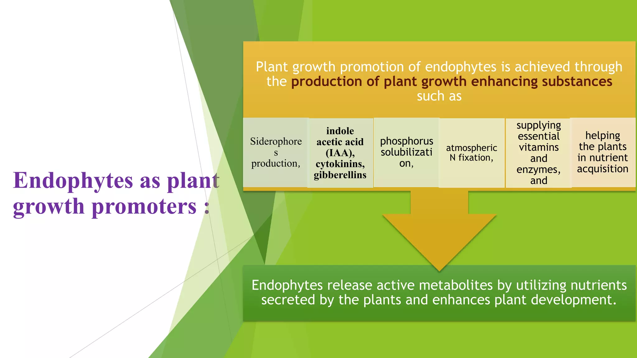 Endophytes | PPTX