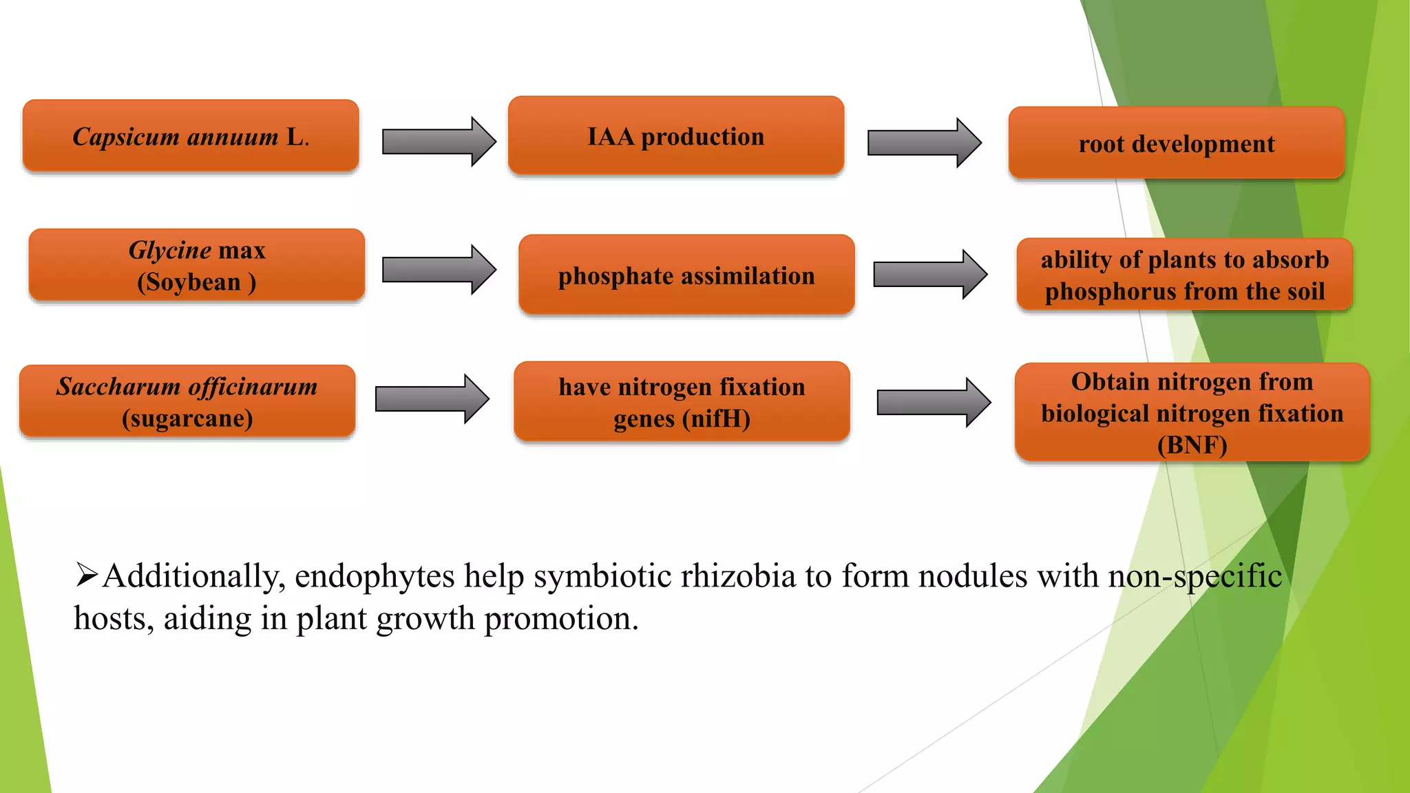 Endophytes | PPTX