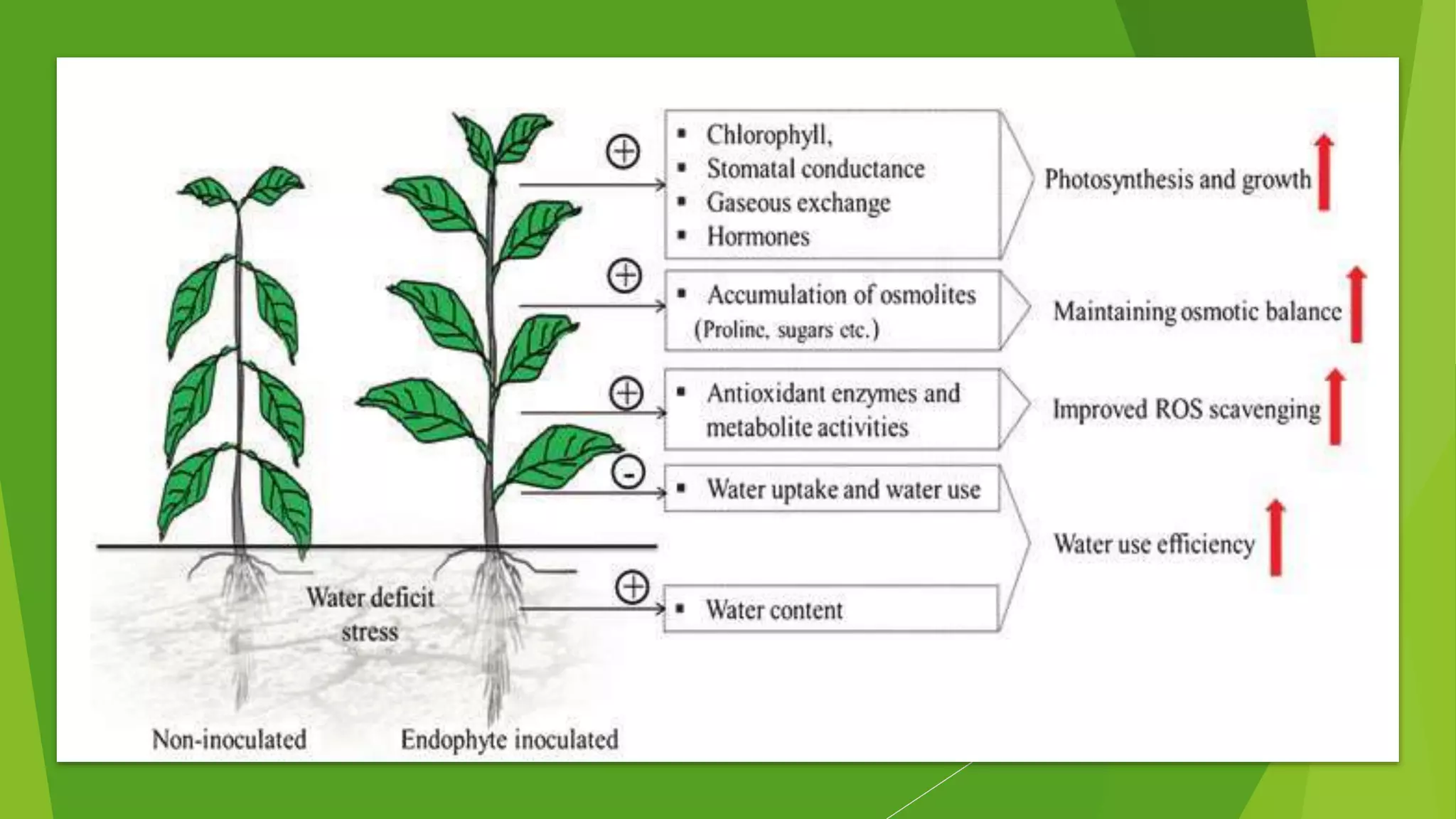 Endophytes | PPTX