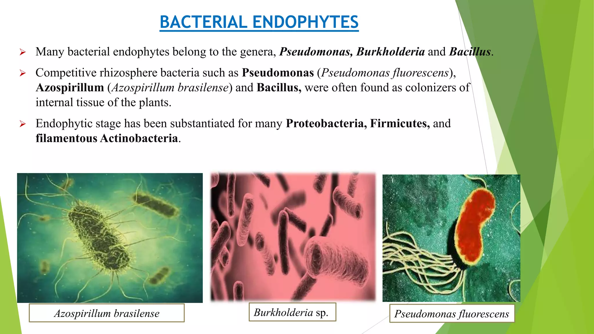 Endophytes | PPTX