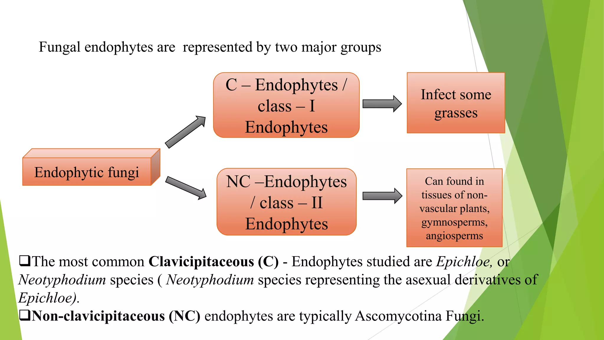 Endophytes | PPTX